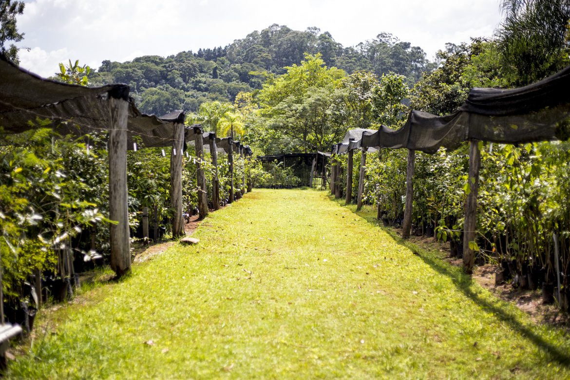 Viveiro Municipal do Parque Curupira - Prefeitura de Cotia