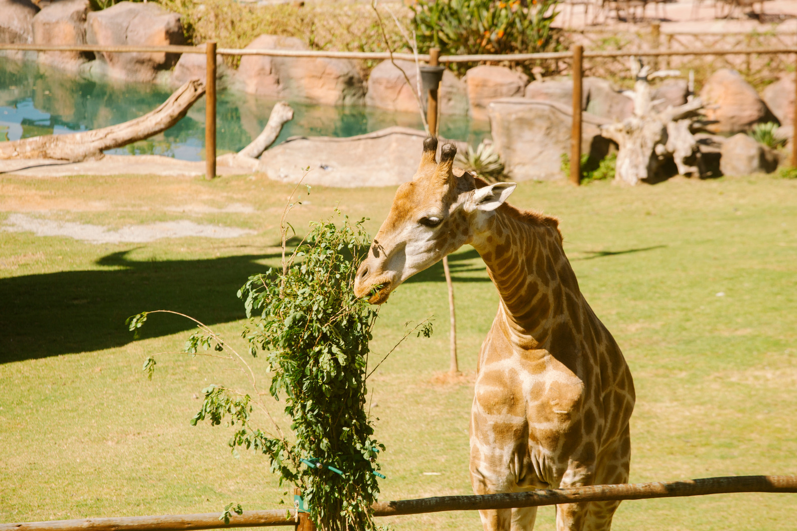 Animália Park é a nova atração de lazer e entretenimento de Cotia ...