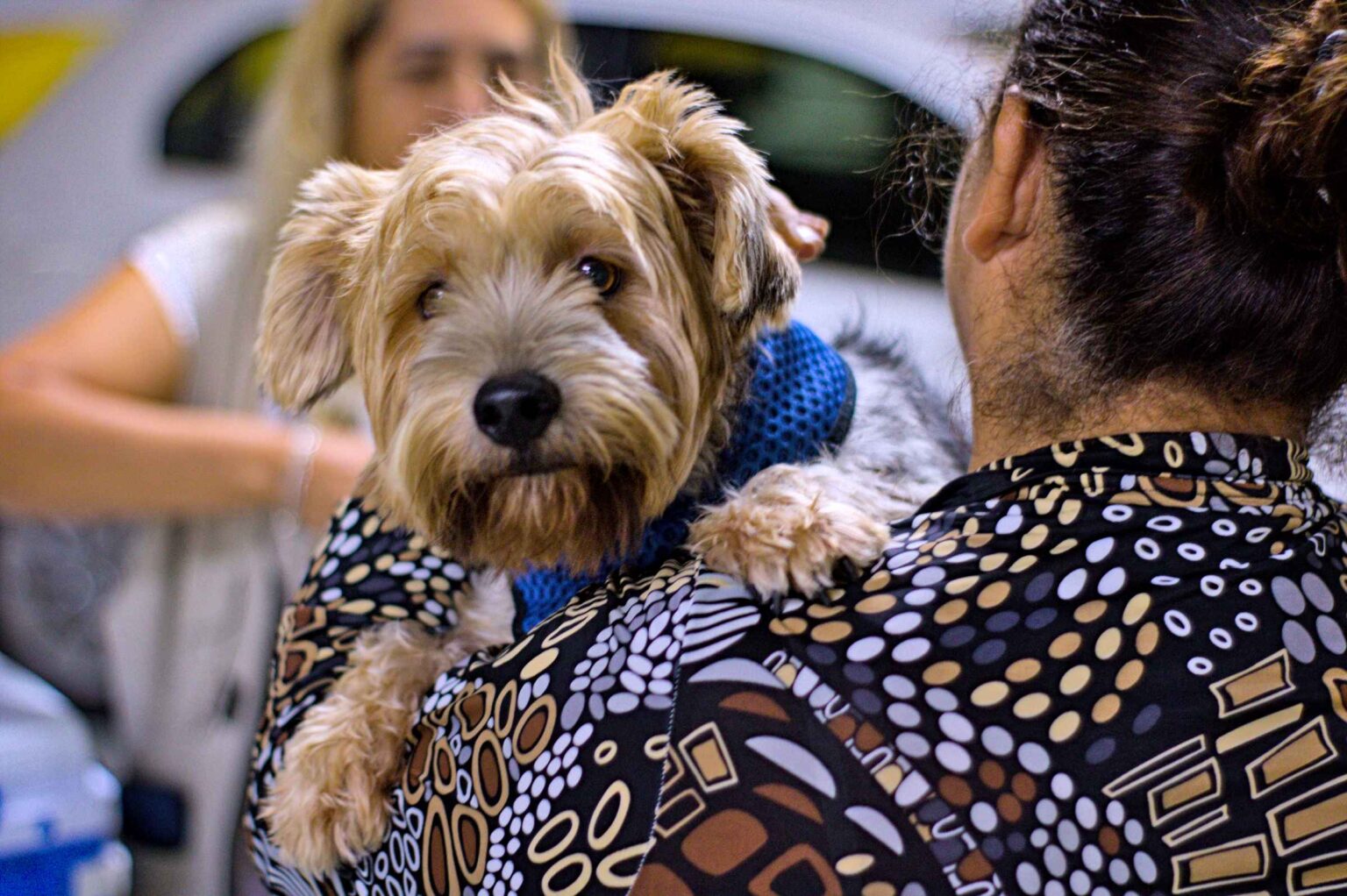Cotia terá ação gratuita de castração de cães e gatos - Prefeitura de Cotia
